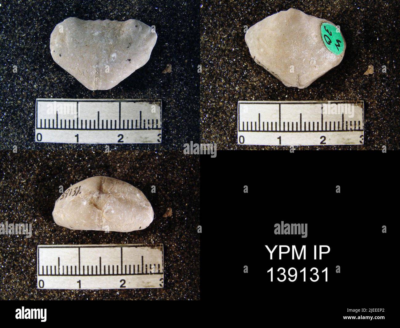 Camerophoria purdoni (Davidson Stock Photo - Alamy