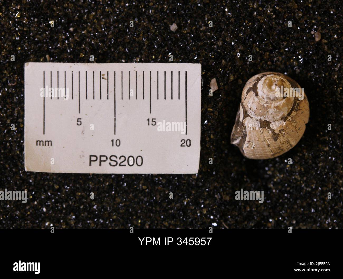 Gastropoda snails and sl hi-res stock photography and images - Alamy