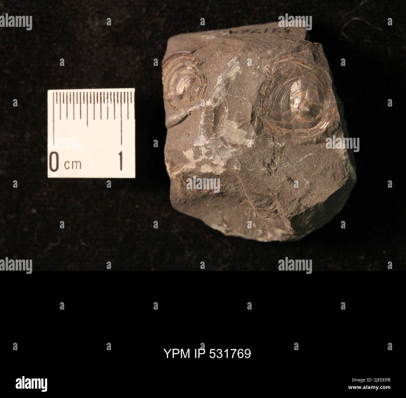 Orbiculoidea lodiensis media hall hi-res stock photography and images ...