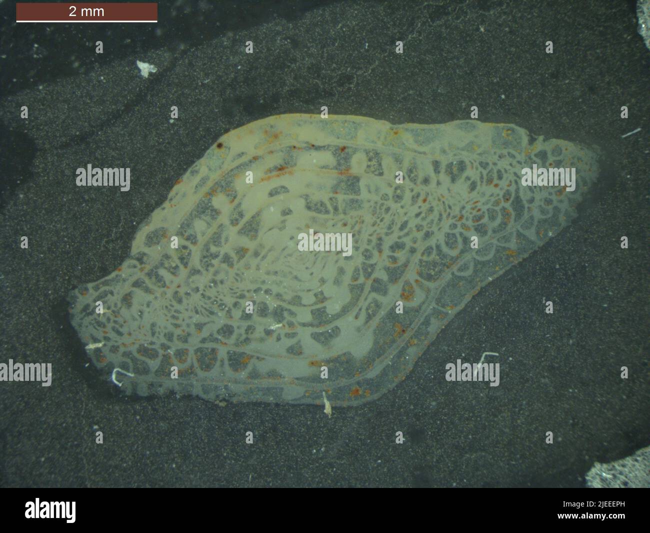 Triticites koschmanni skinner hi-res stock photography and images - Alamy