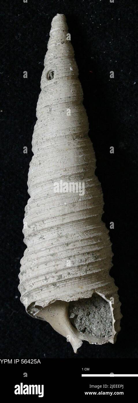 Turritella sp animalia hi-res stock photography and images - Alamy