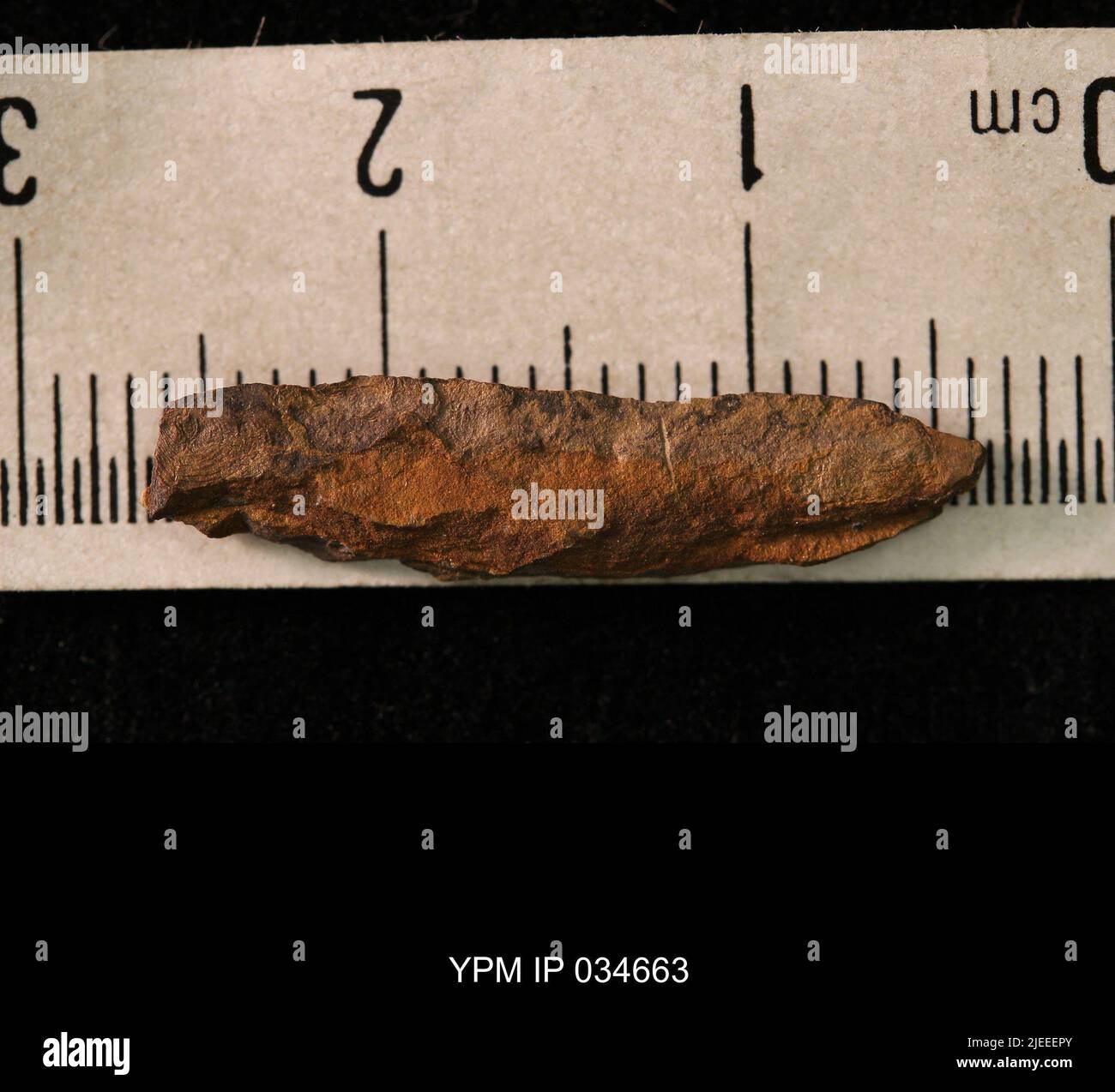 Coleoptera. IPC.01187: Virginia. Prince Edward County. Worsham. gray ...
