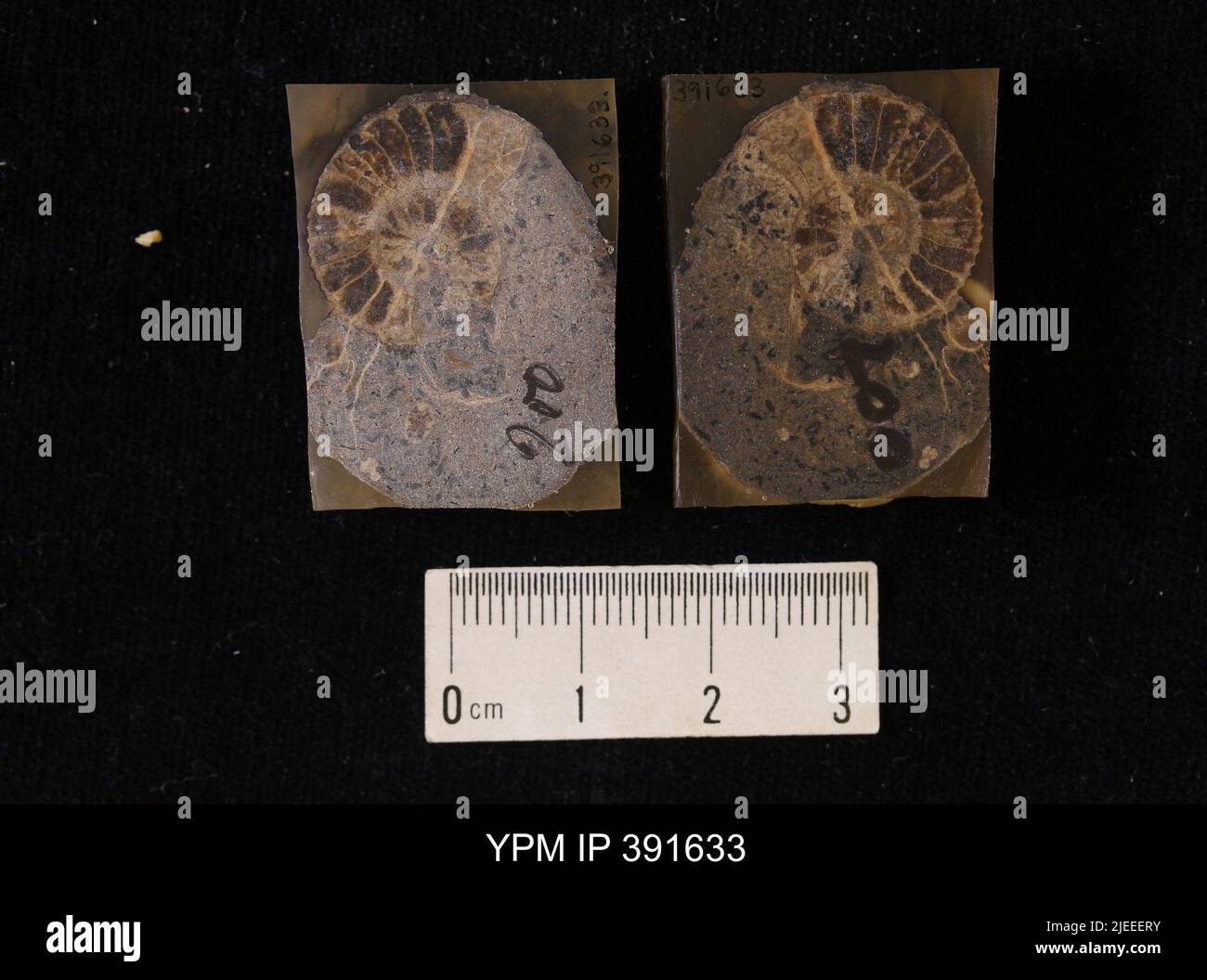 Scaphites whitfieldi Cobban Stock Photo - Alamy