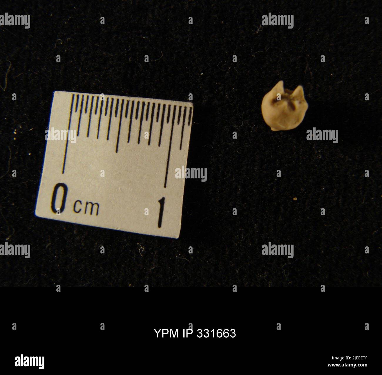 Stephanocrinus gemmiformis Hall, 1852 Stock Photo - Alamy