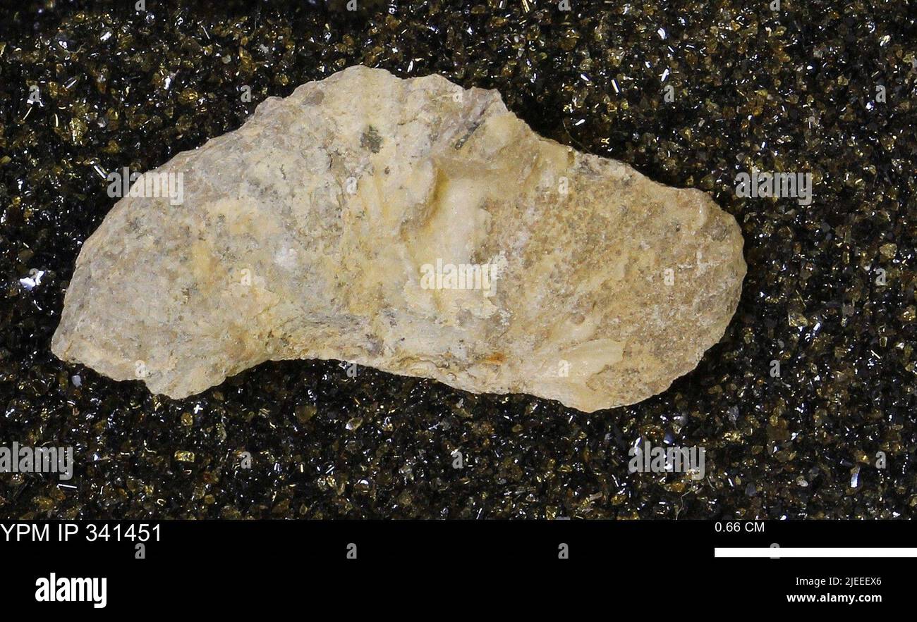 Scaphites hi-res stock photography and images - Alamy