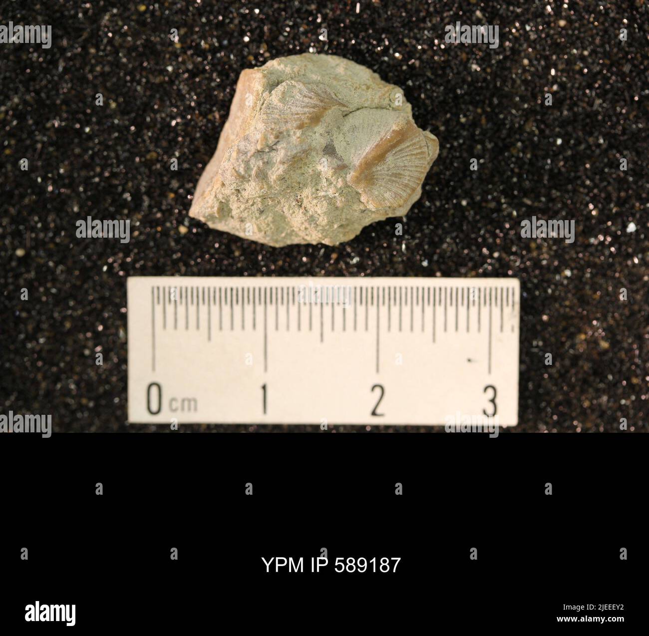 Dalmanella meeki (Miller, 1875 Stock Photo - Alamy