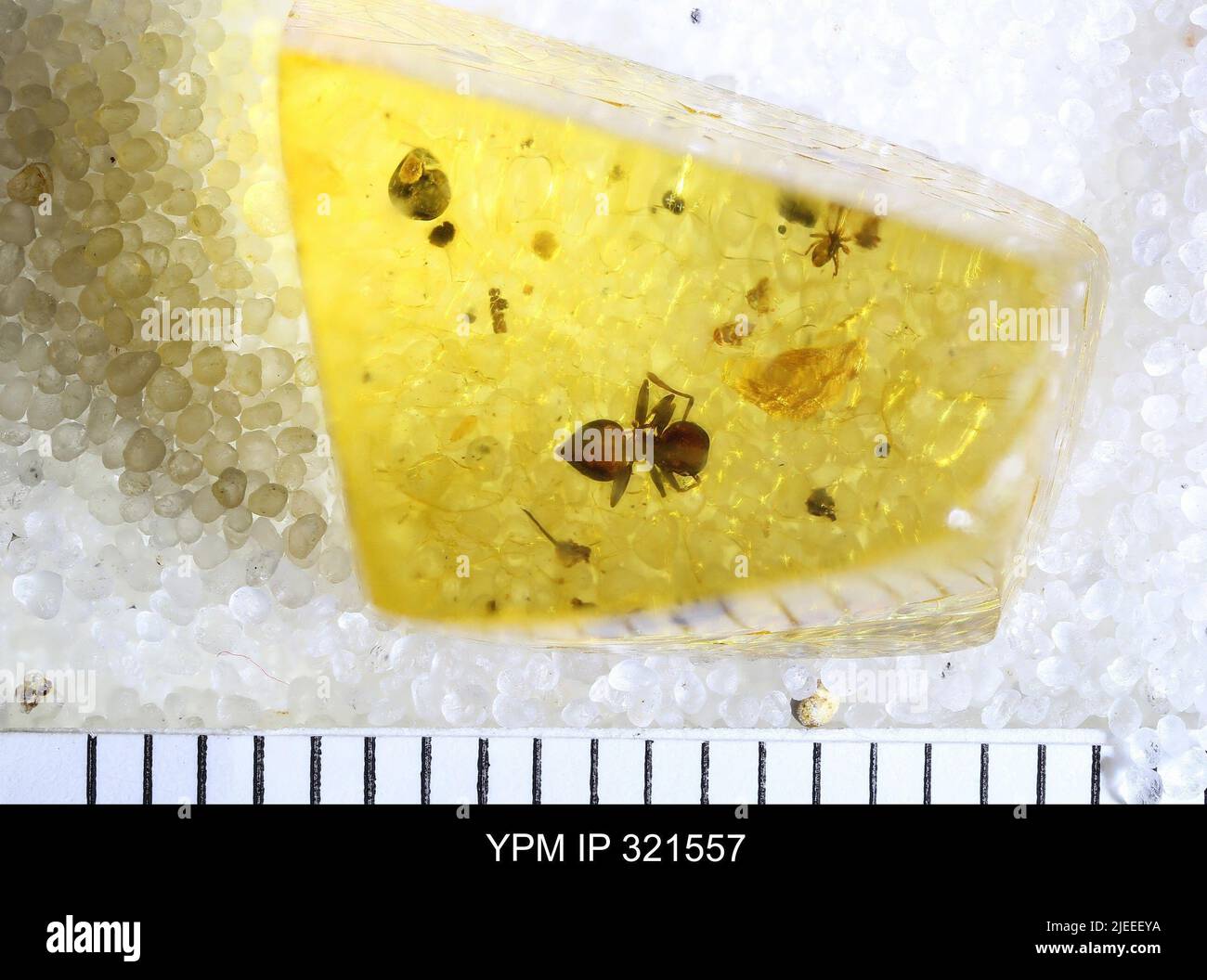 Mites and ticks acari hi-res stock photography and images - Alamy