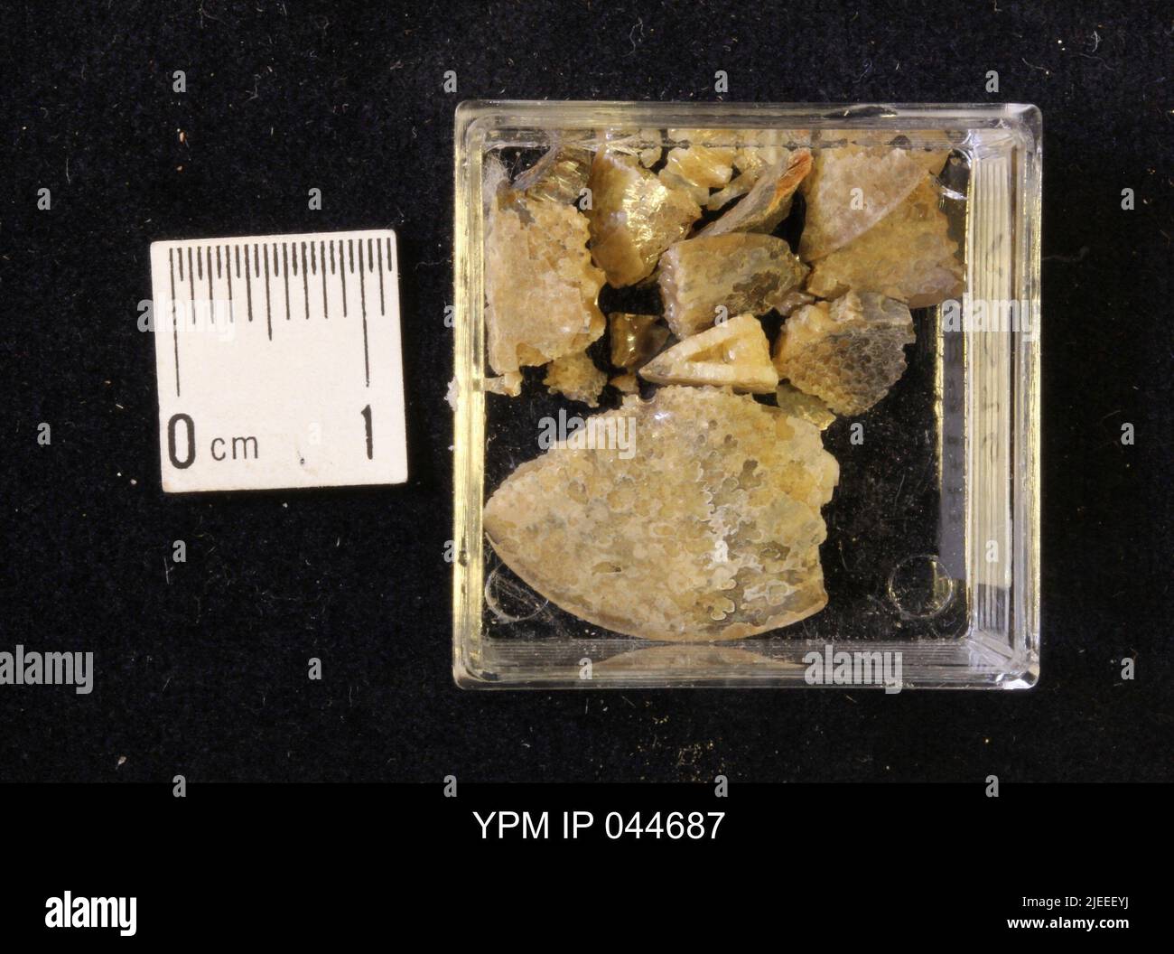 Sphenodiscus lenticularis (Owen Stock Photo - Alamy