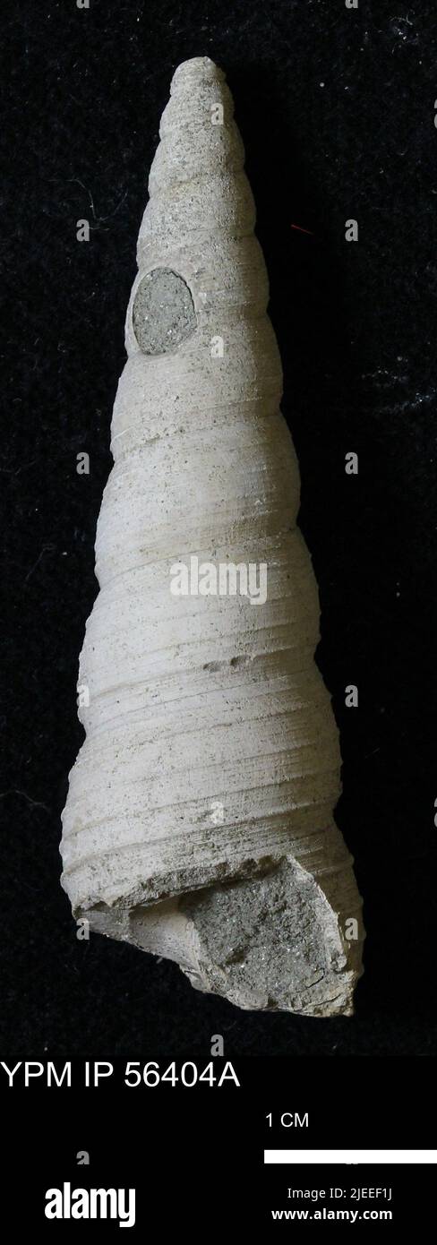 Turritella sp animalia hi-res stock photography and images - Alamy