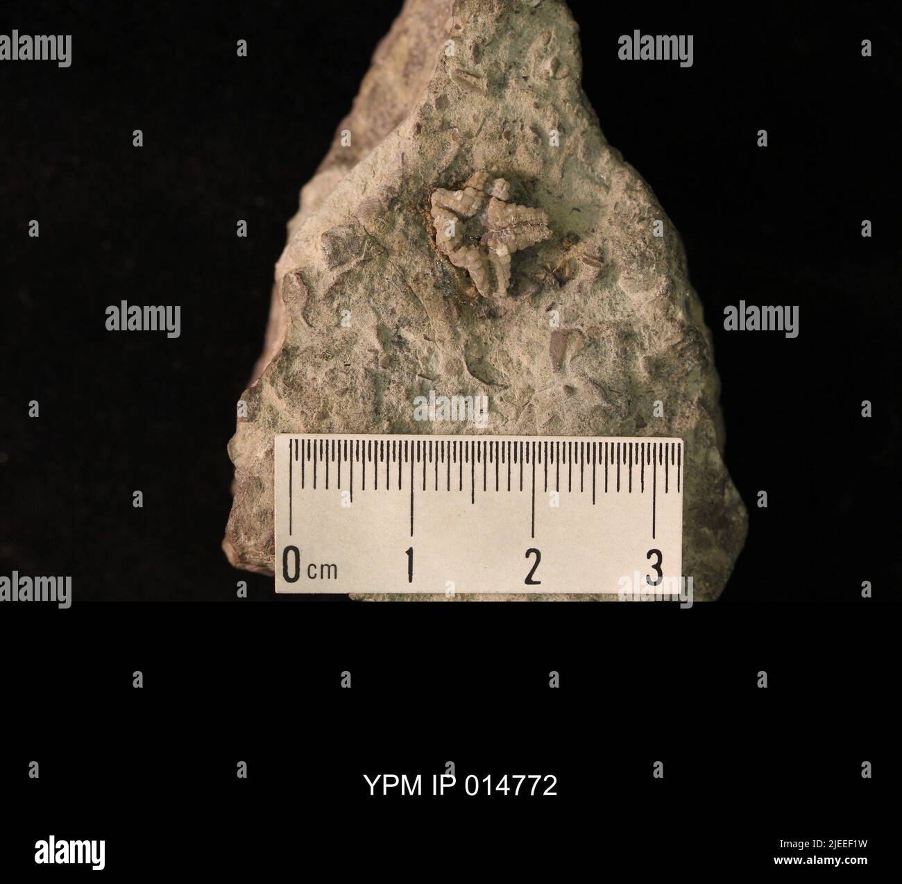 Incomptus hi-res stock photography and images - Alamy