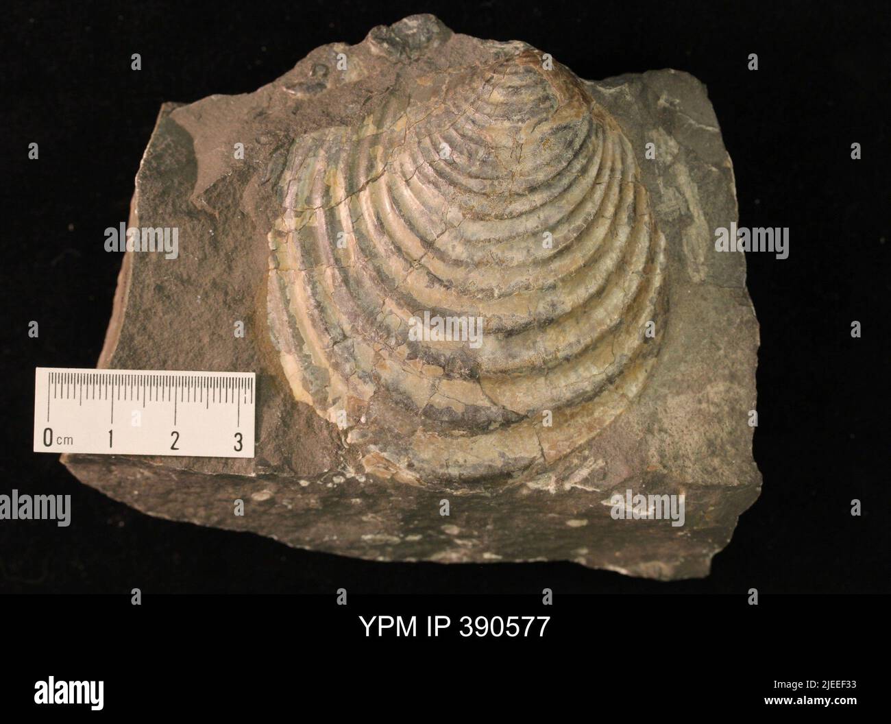 Inoceramus proximus tuomes animalia hi-res stock photography and images ...