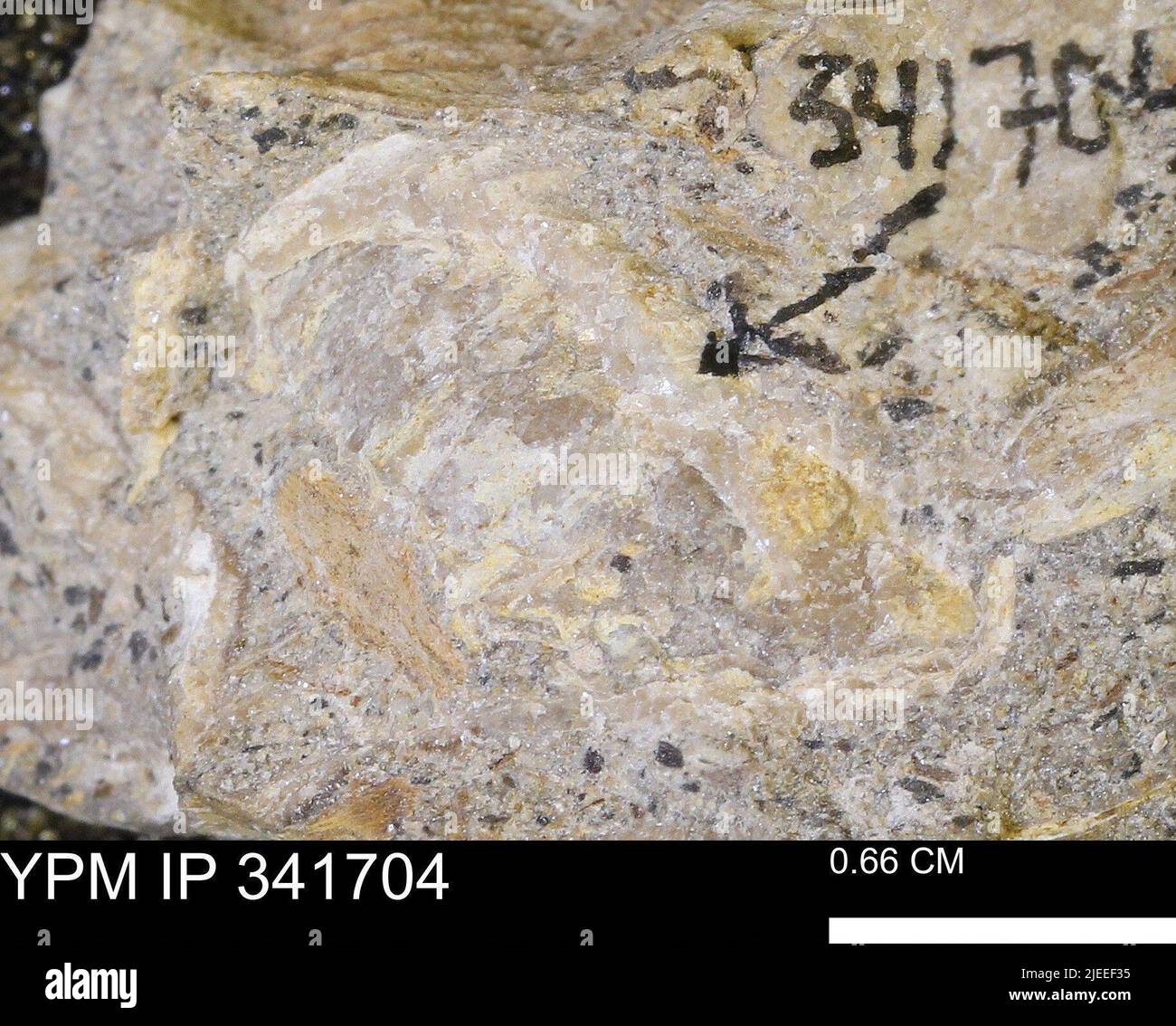 Scaphites hi-res stock photography and images - Alamy