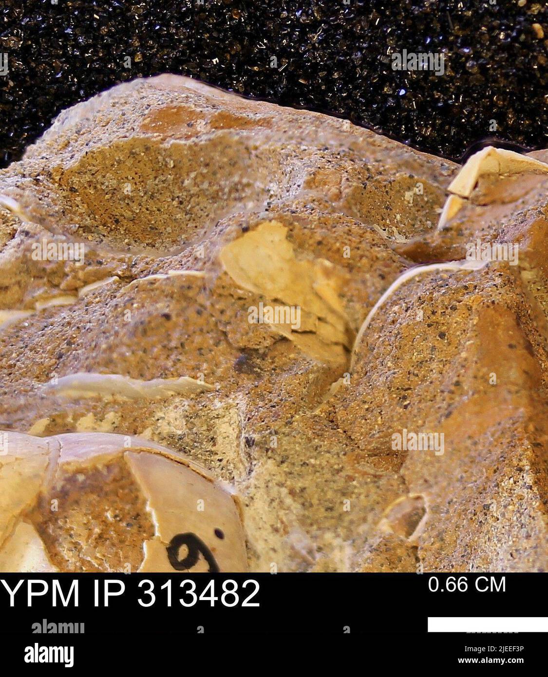 Corbicula sp hi-res stock photography and images - Alamy