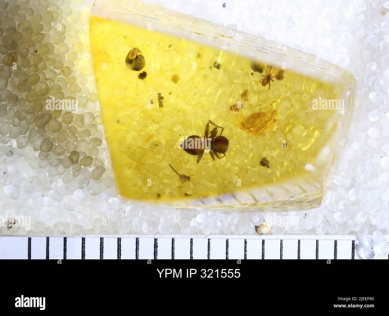 Undet formicidae animalia hi-res stock photography and images - Alamy