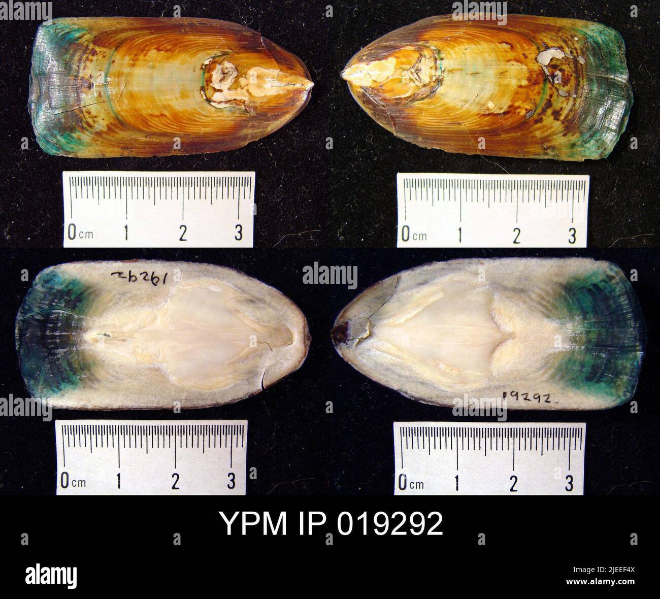 Lingula murphiana king animalia hi-res stock photography and images - Alamy