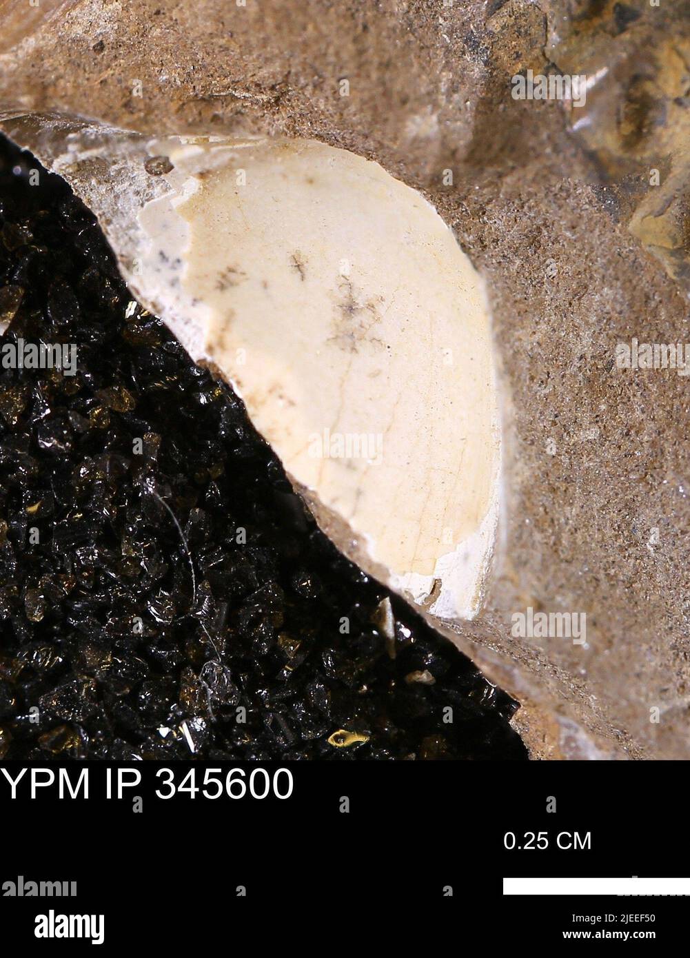 Undet bivalvia animalia hi-res stock photography and images - Alamy