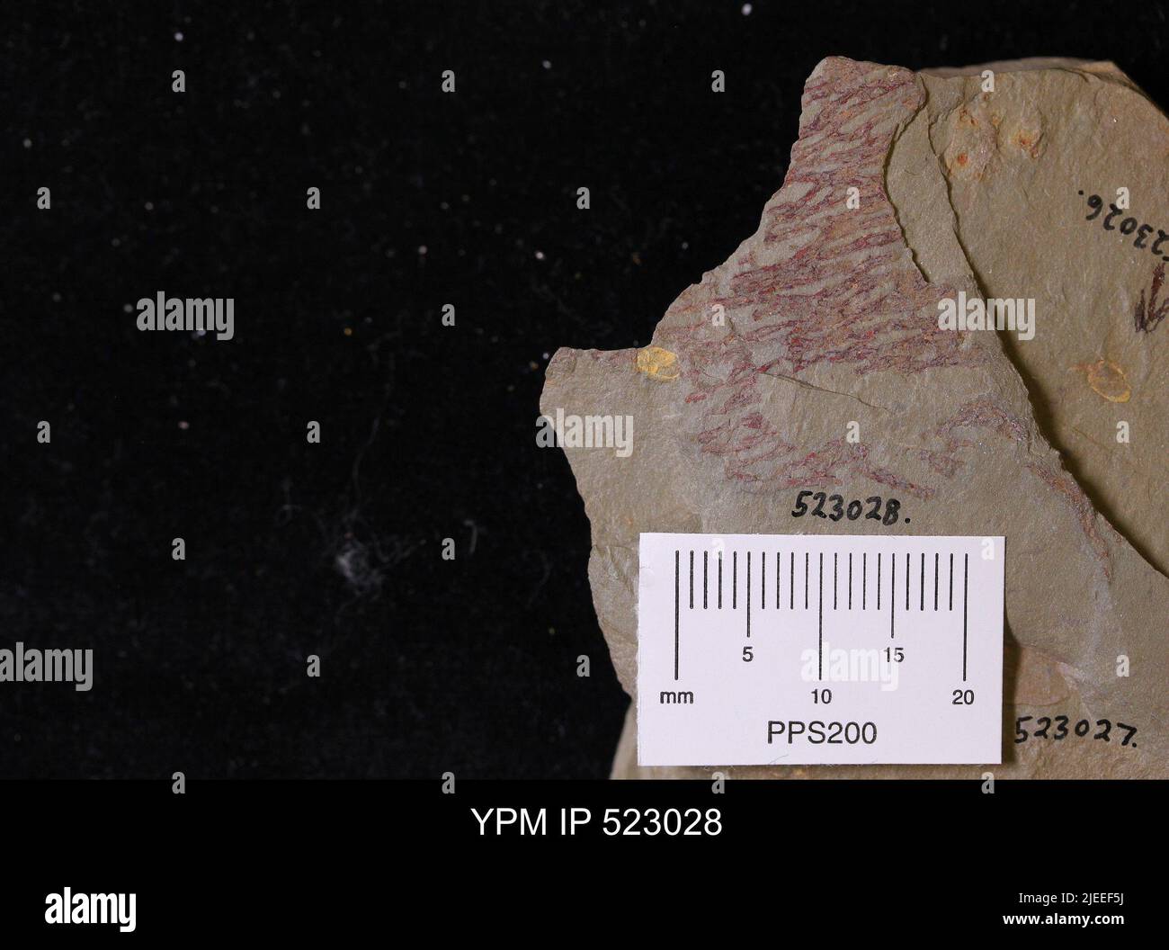 Dendroidea hi-res stock photography and images - Alamy