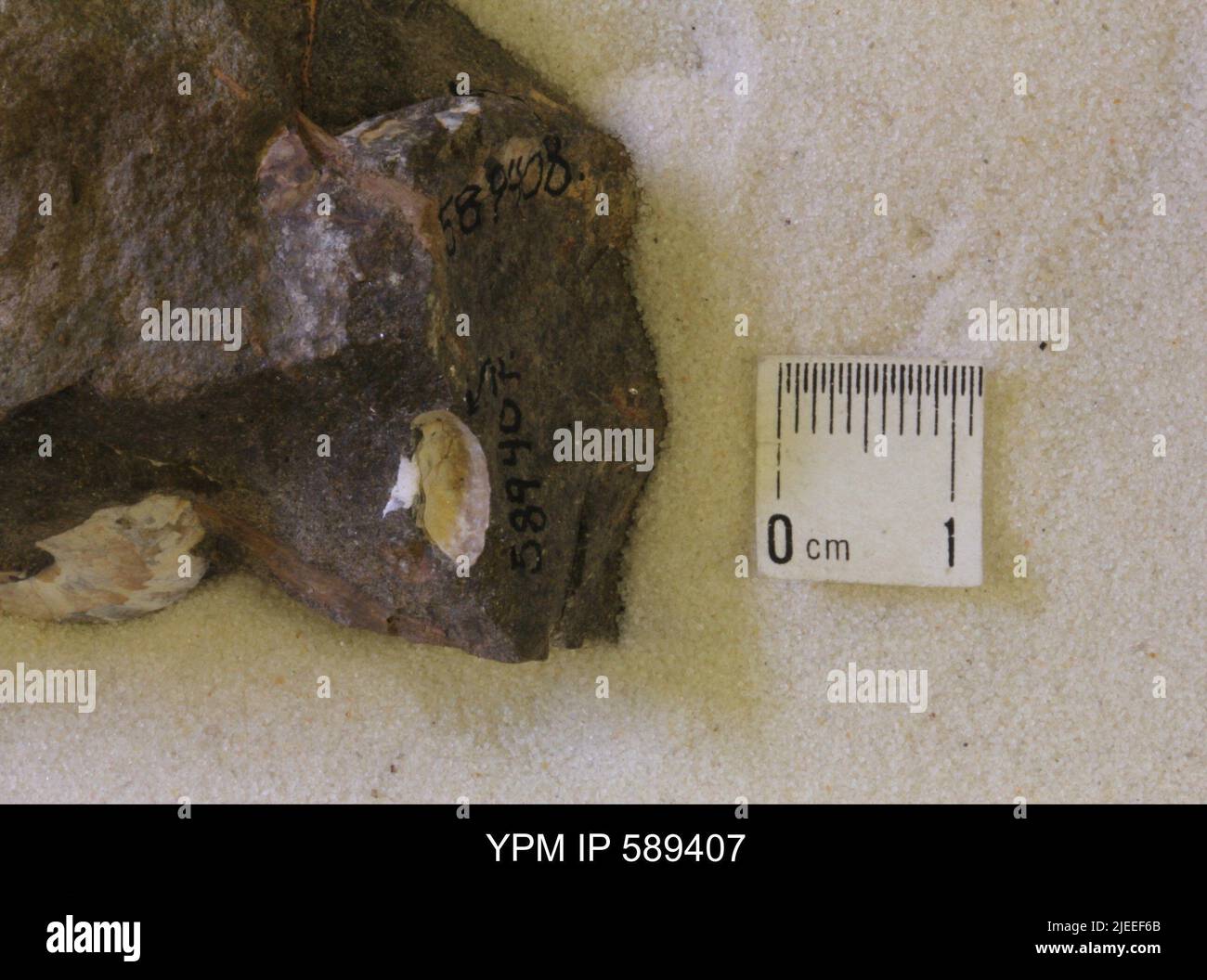 Scaphitidae hi-res stock photography and images - Alamy