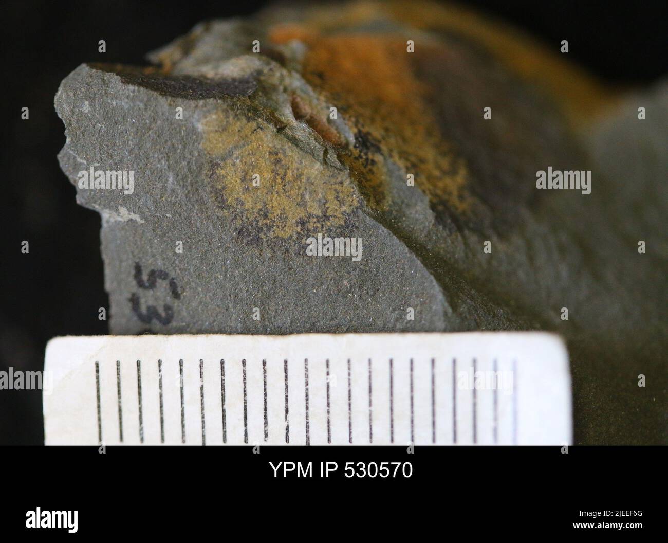 Lobopodia lobopods hi-res stock photography and images - Alamy