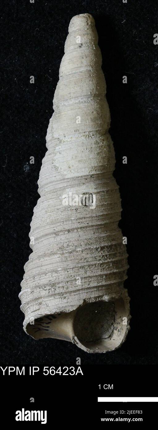 Turritella vertebroides Morton Stock Photo - Alamy