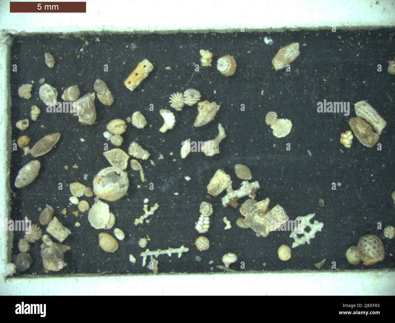 Fusulinina hi-res stock photography and images - Alamy