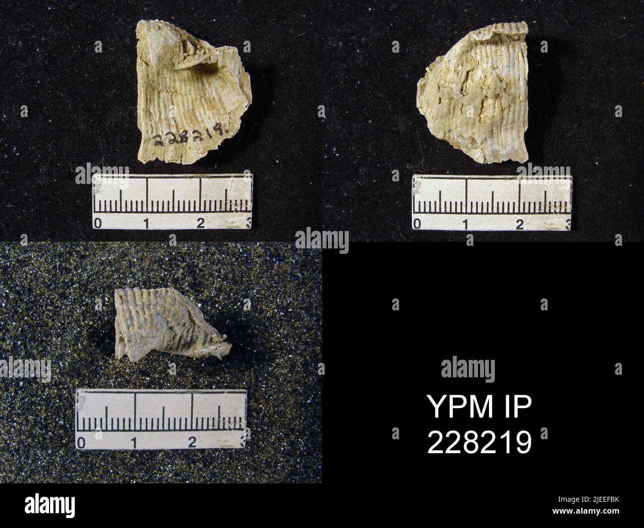 Dictyoclostus portlockianus Norwood & Pratten Stock Photo - Alamy