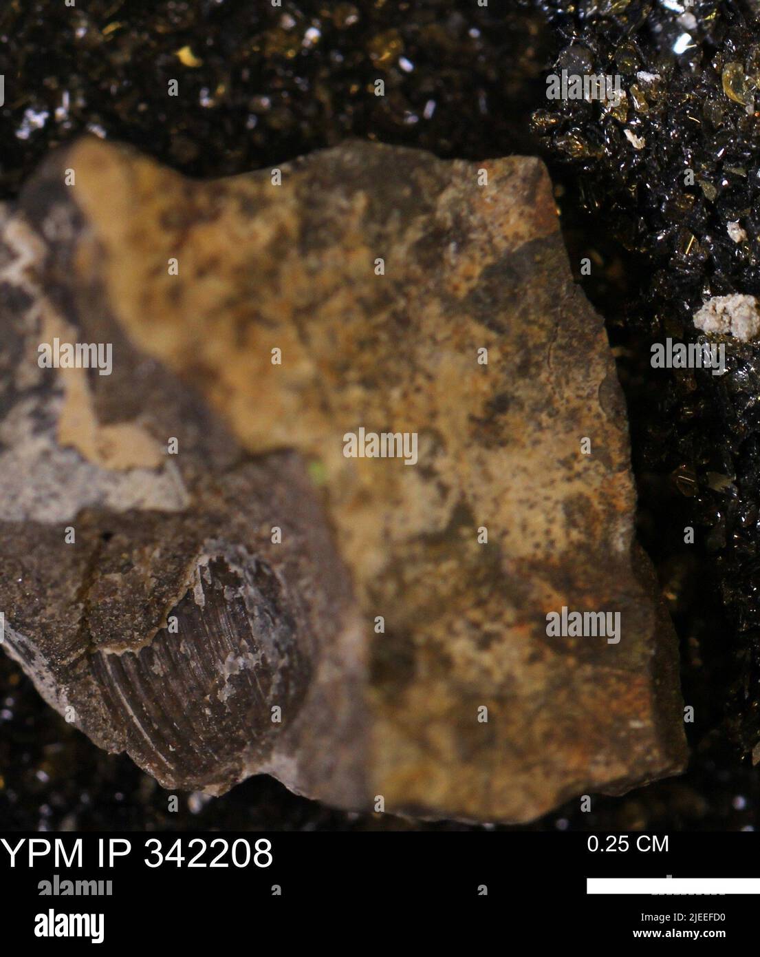 Scaphitidae animalia hi-res stock photography and images - Alamy