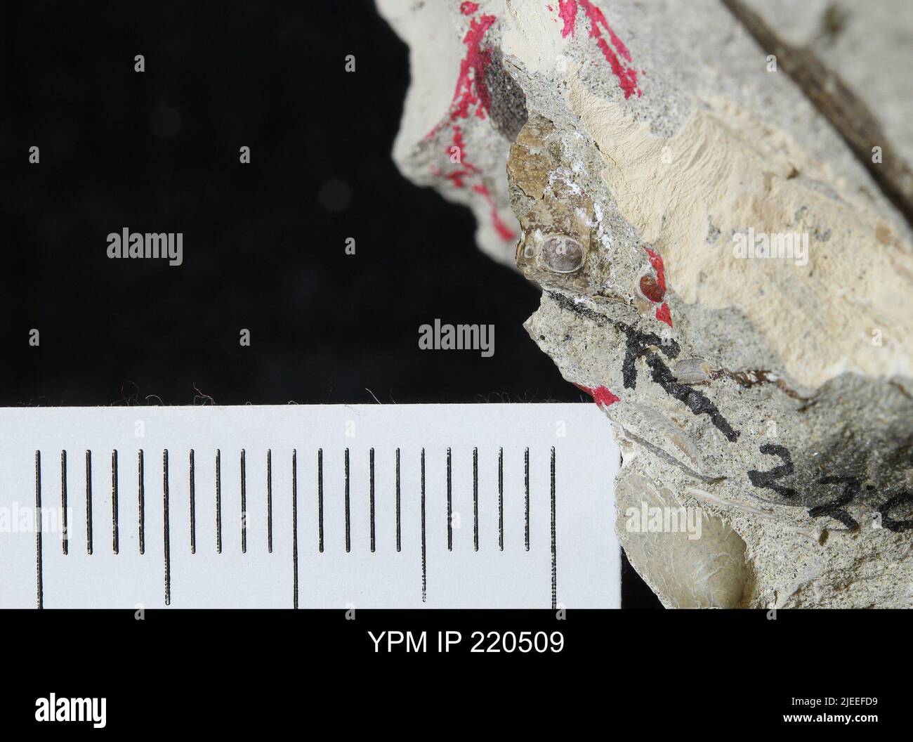 Hoploparia sp hi-res stock photography and images - Alamy