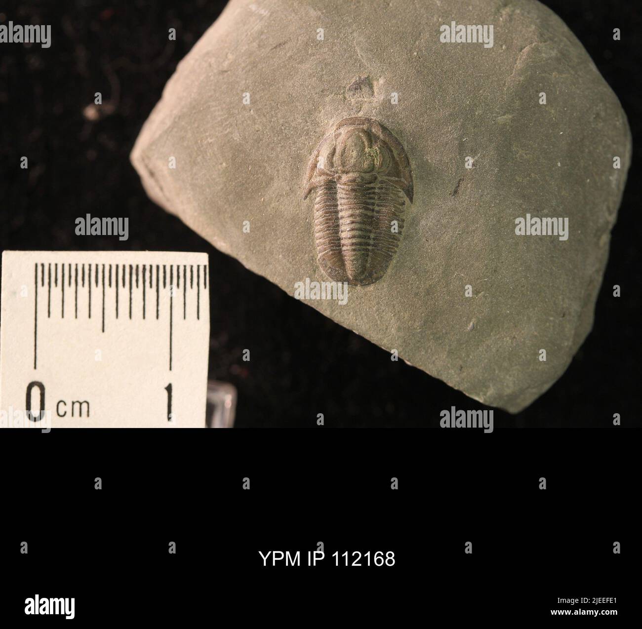 Proetus latifrons (McCoy Stock Photo - Alamy