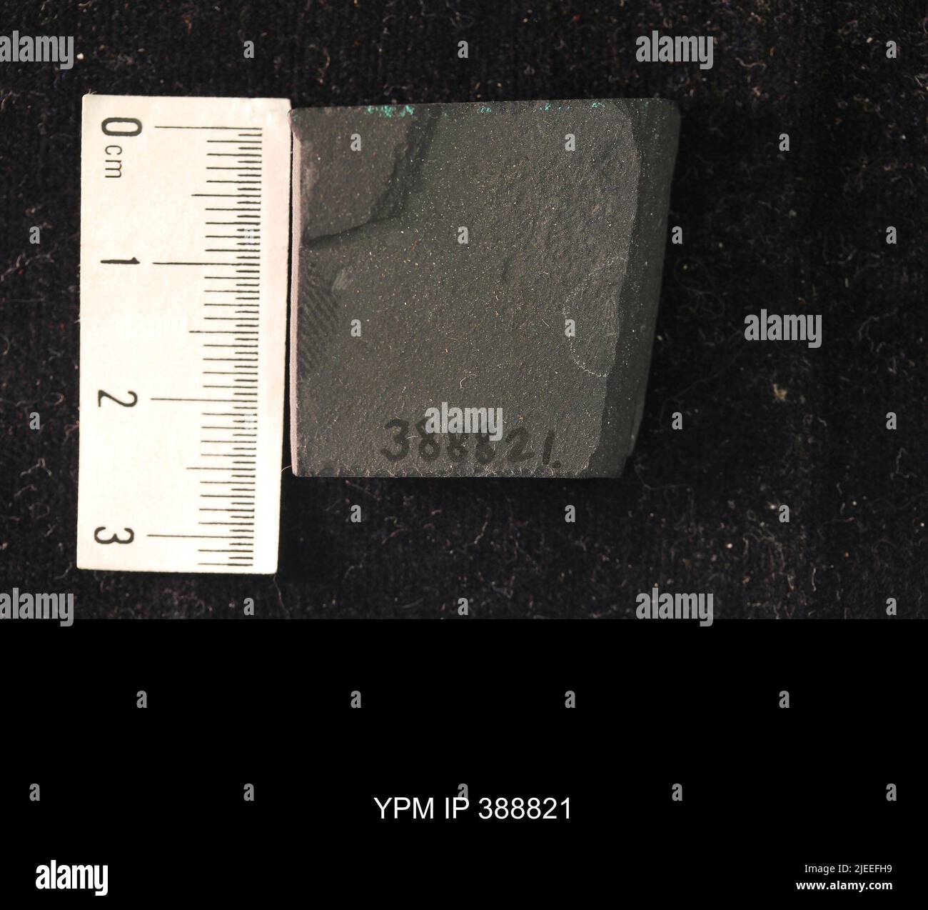 Family notonectidae hi-res stock photography and images - Alamy