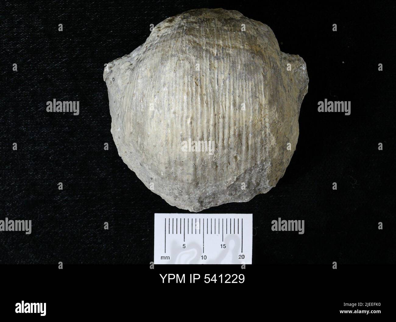 Dictyoclostus sp animalia hi-res stock photography and images - Alamy