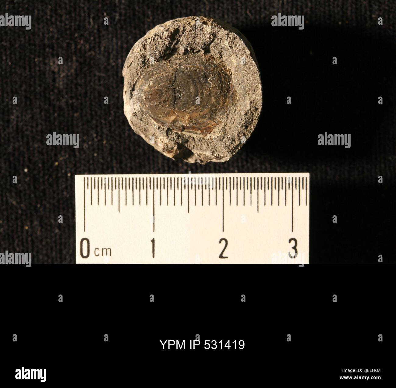 Lingula fossil hi-res stock photography and images - Alamy