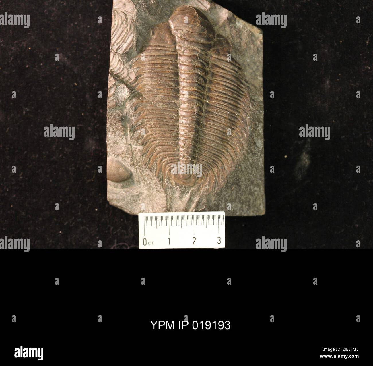 Paradoxides spinosus Boeck Stock Photo - Alamy