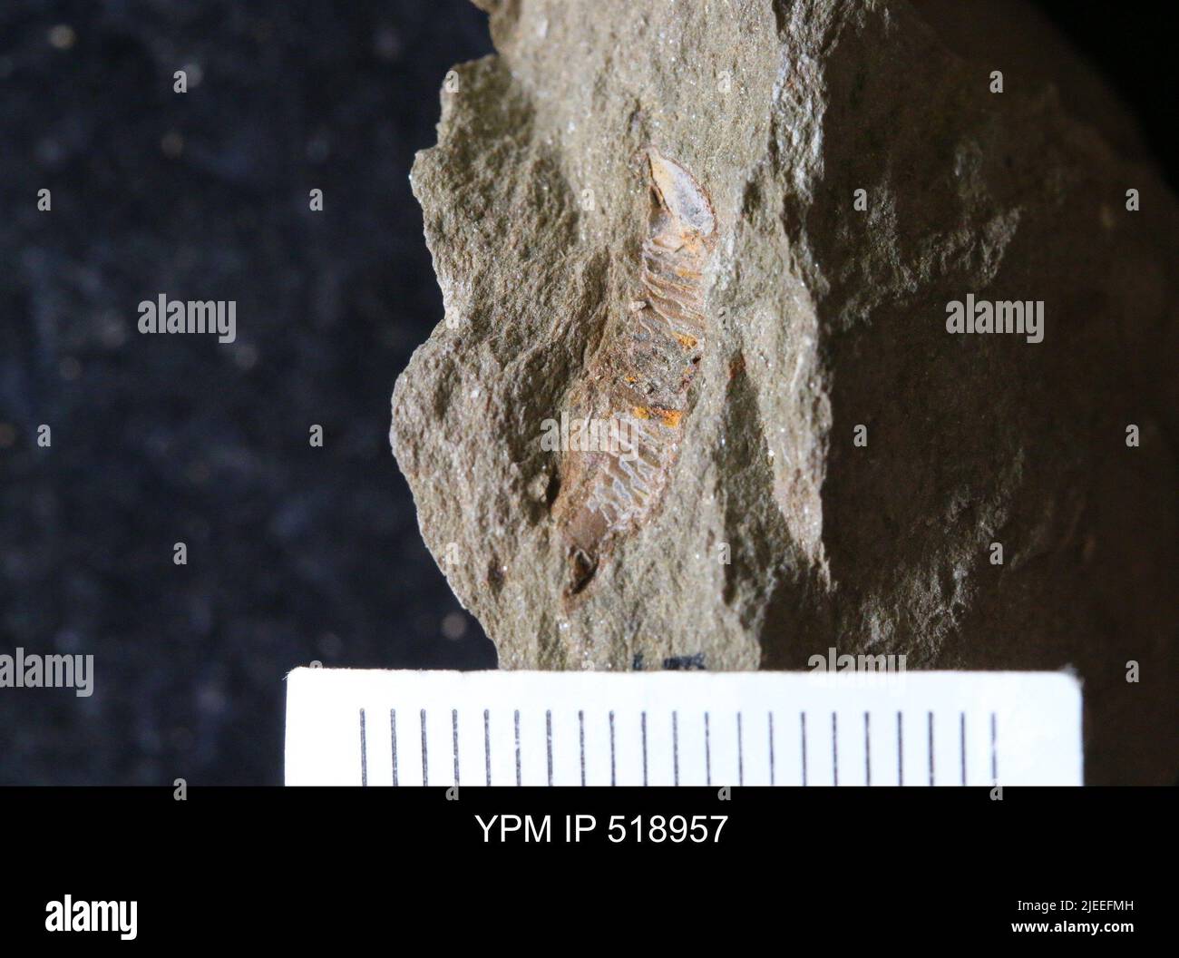 Asaphidae hi-res stock photography and images - Alamy