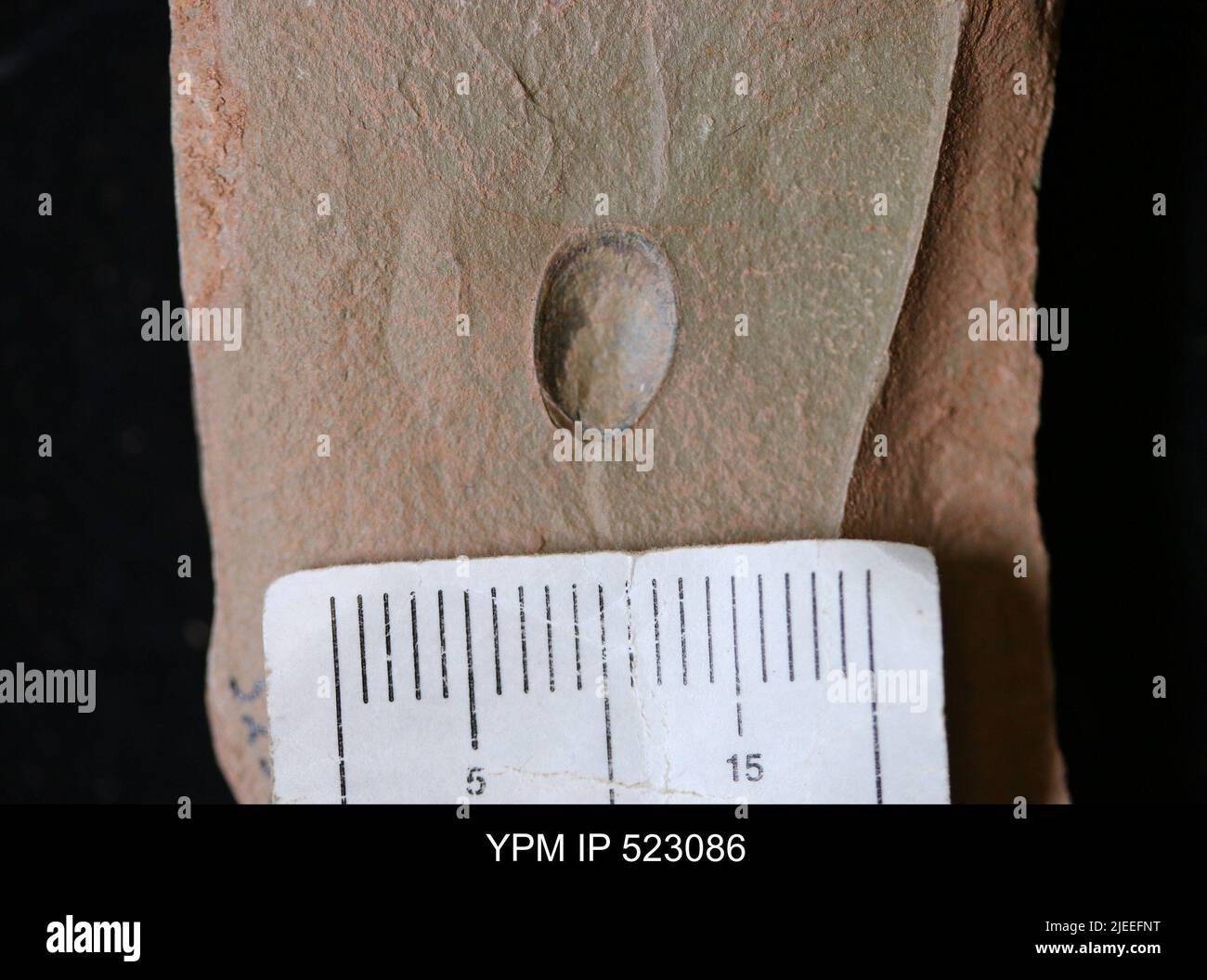 Lingulida hi-res stock photography and images - Alamy