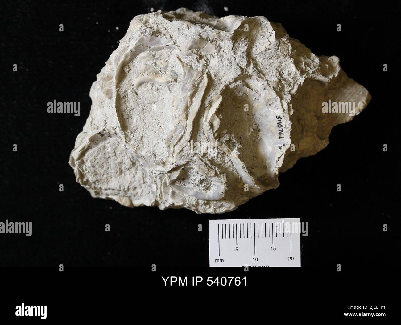 Exogyra hi-res stock photography and images - Alamy