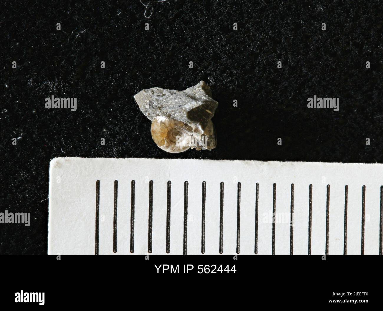 Mollusca ammonoidea hi-res stock photography and images - Alamy