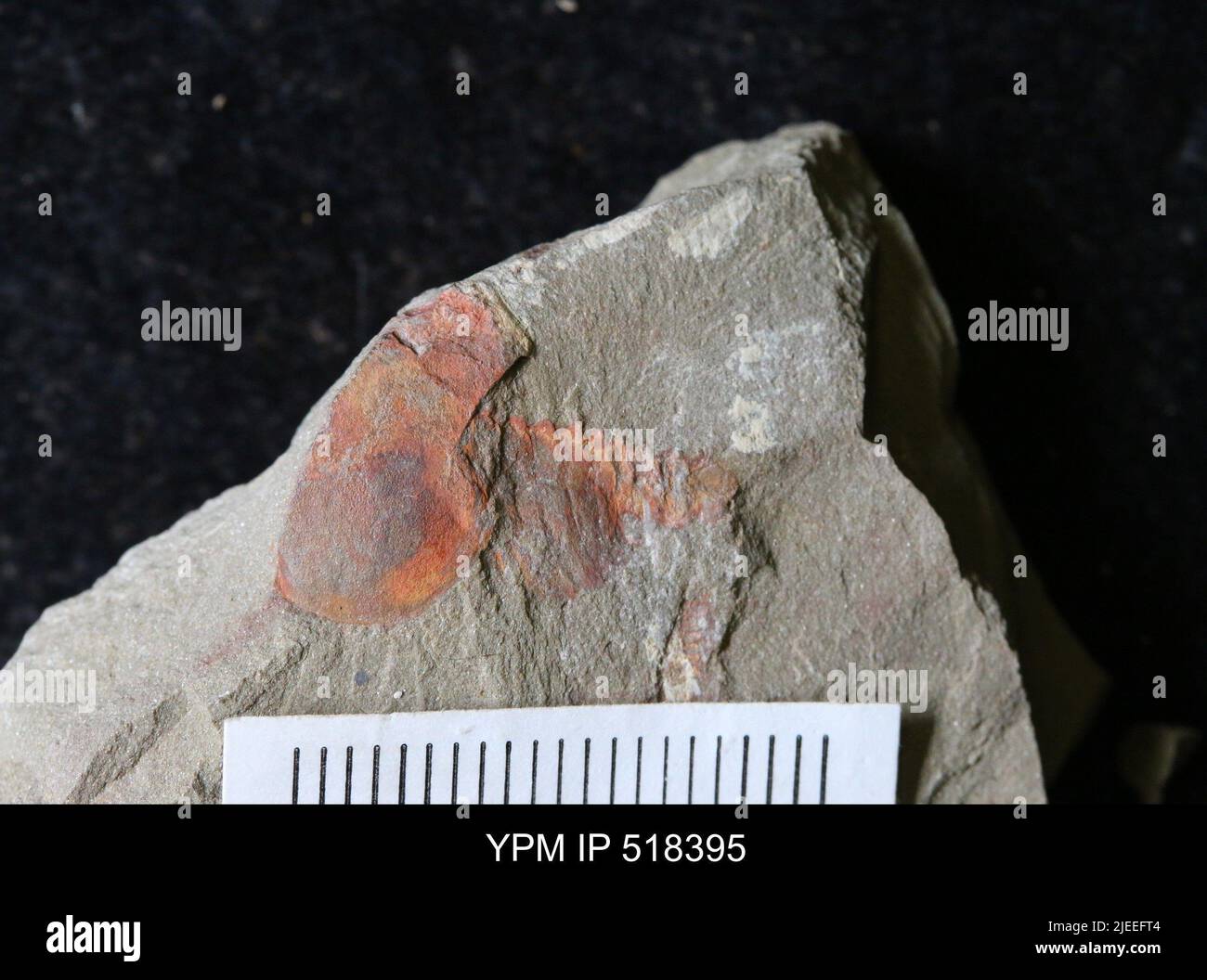 Xiphosurida hi-res stock photography and images - Alamy