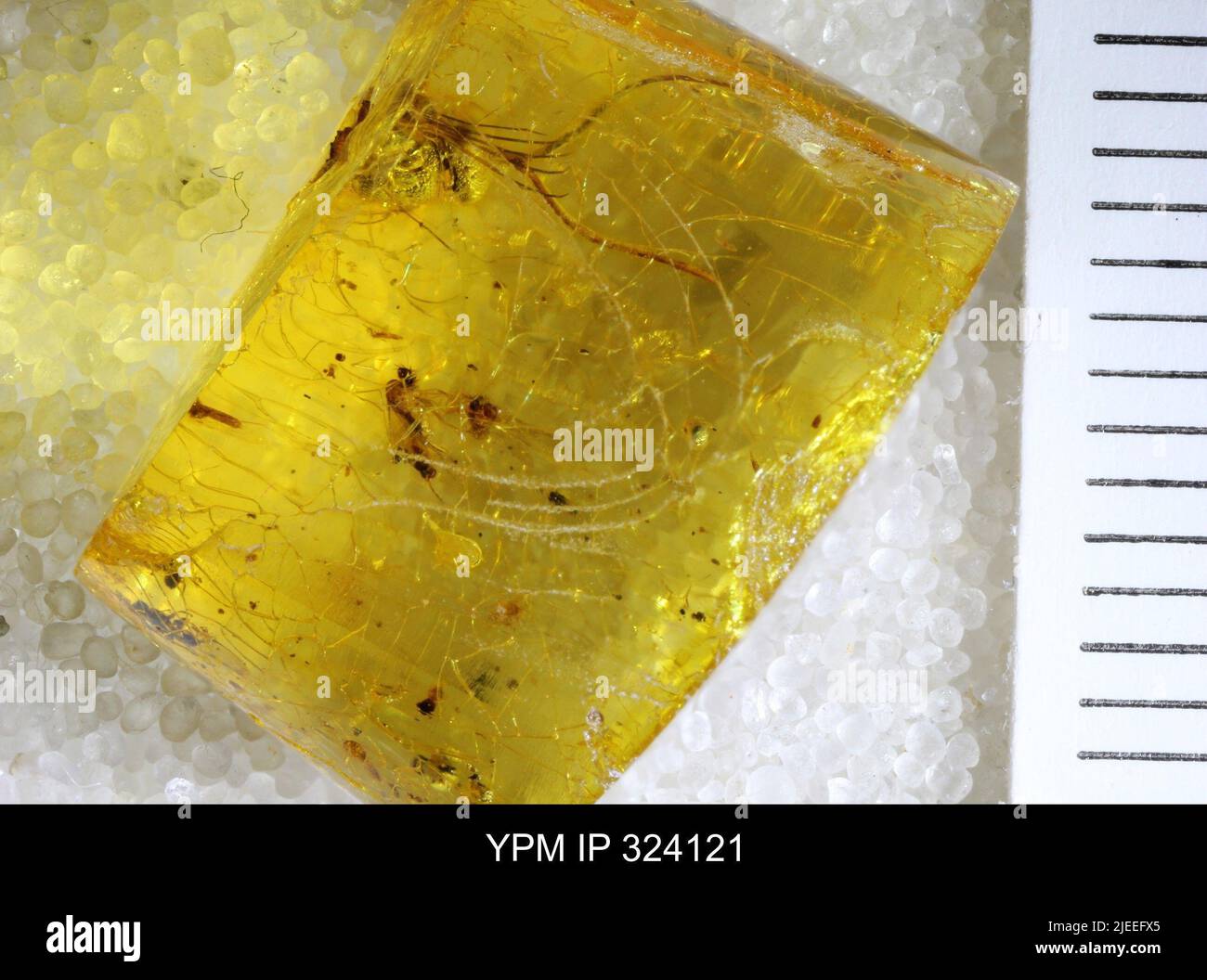 Scelionidae hi-res stock photography and images - Alamy