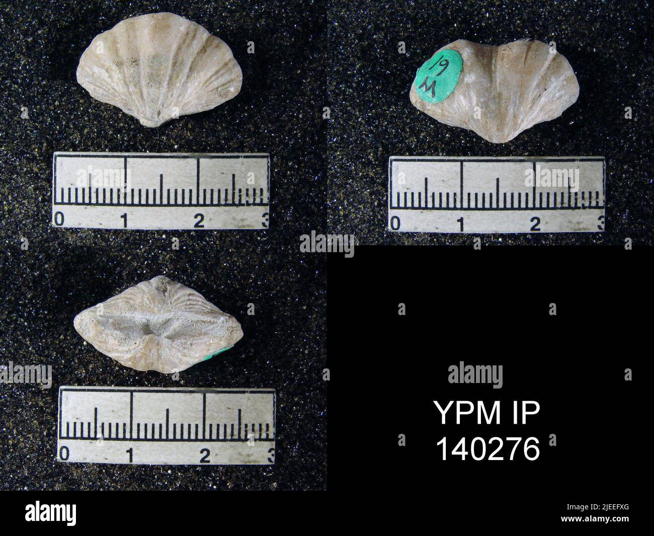 Spirifer (Neospirifer) musakheylensis Stock Photo - Alamy