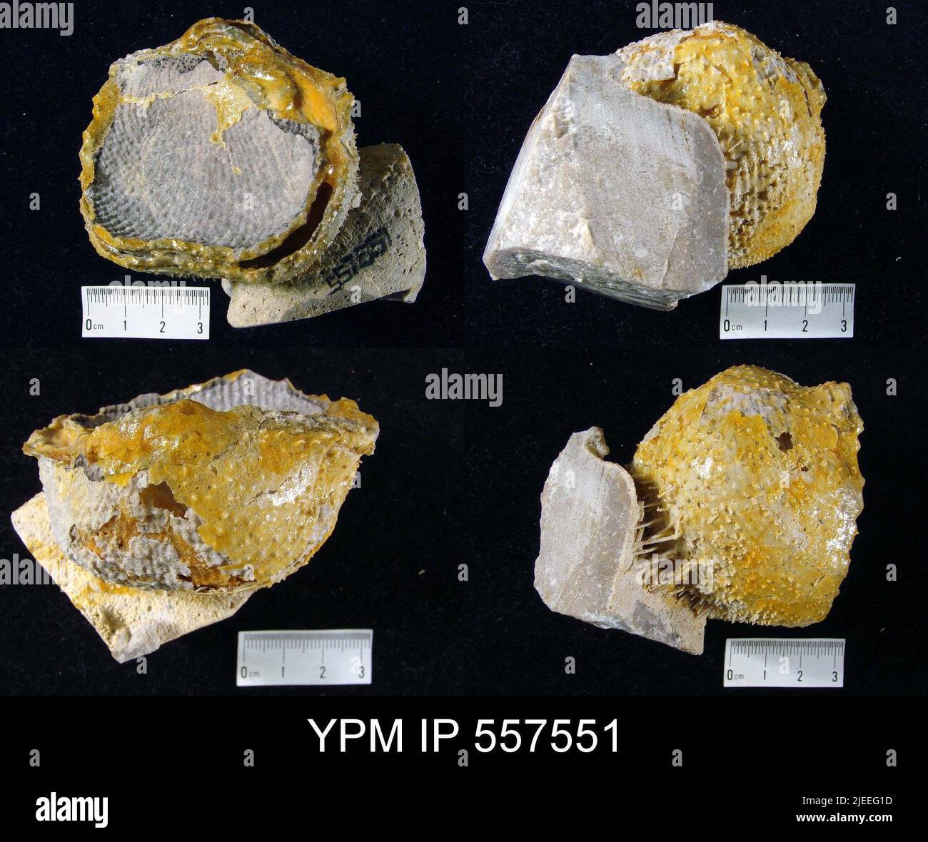 Dictyoclostus sp animalia hi-res stock photography and images - Alamy