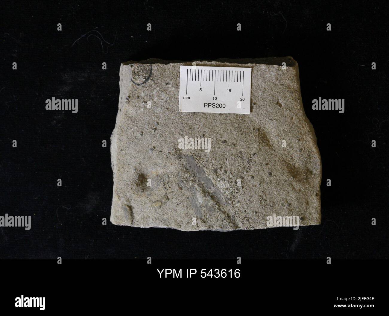 Conodonta conodonts hi-res stock photography and images - Alamy