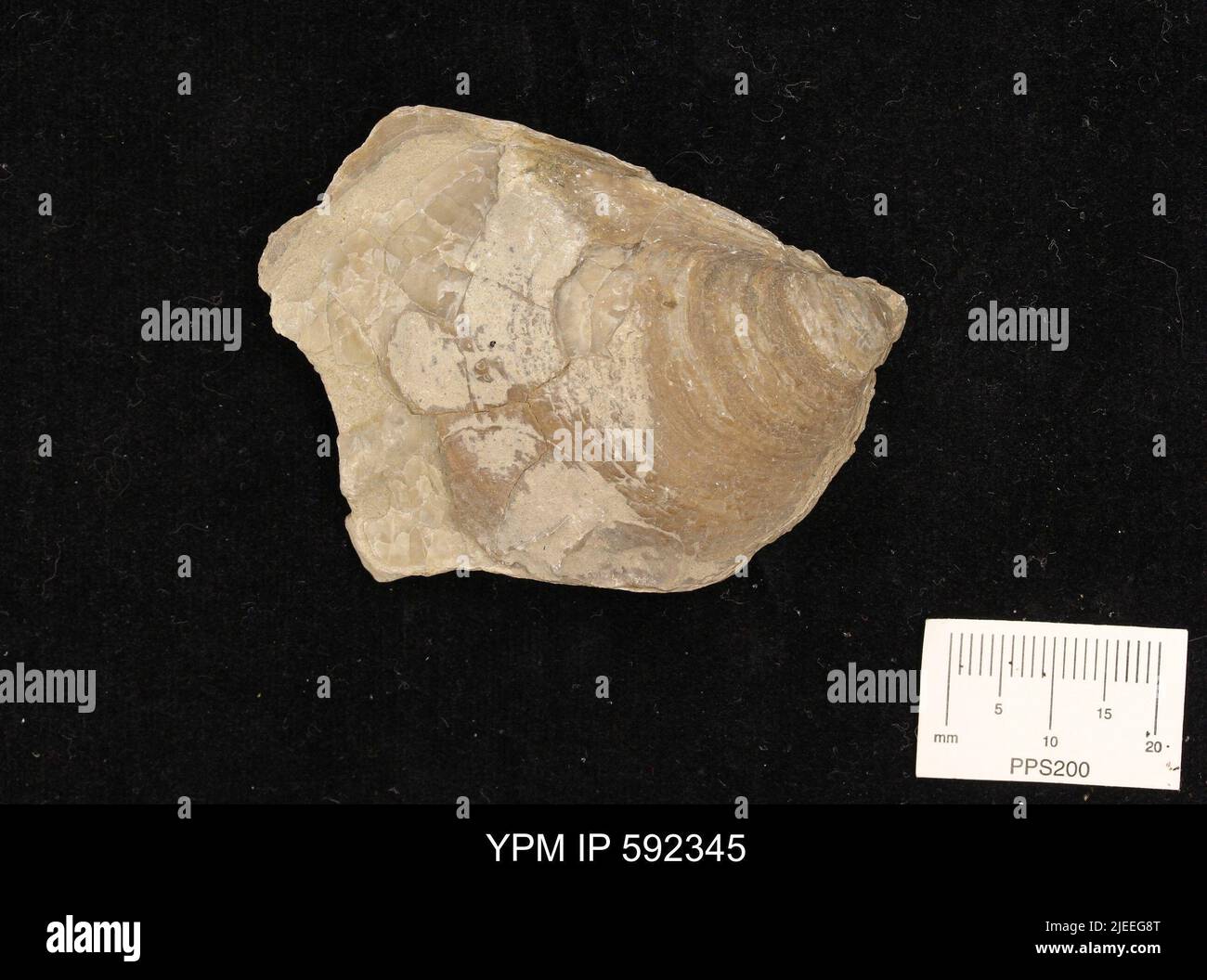 Inoceramus comancheanus cragin hi-res stock photography and images - Alamy