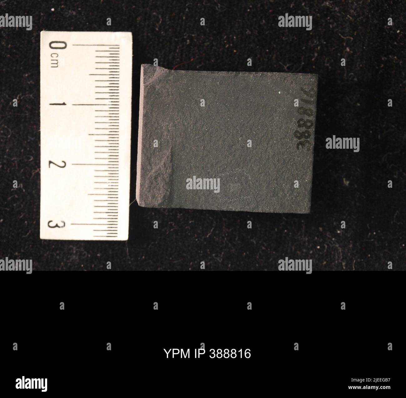 Family notonectidae hi-res stock photography and images - Alamy