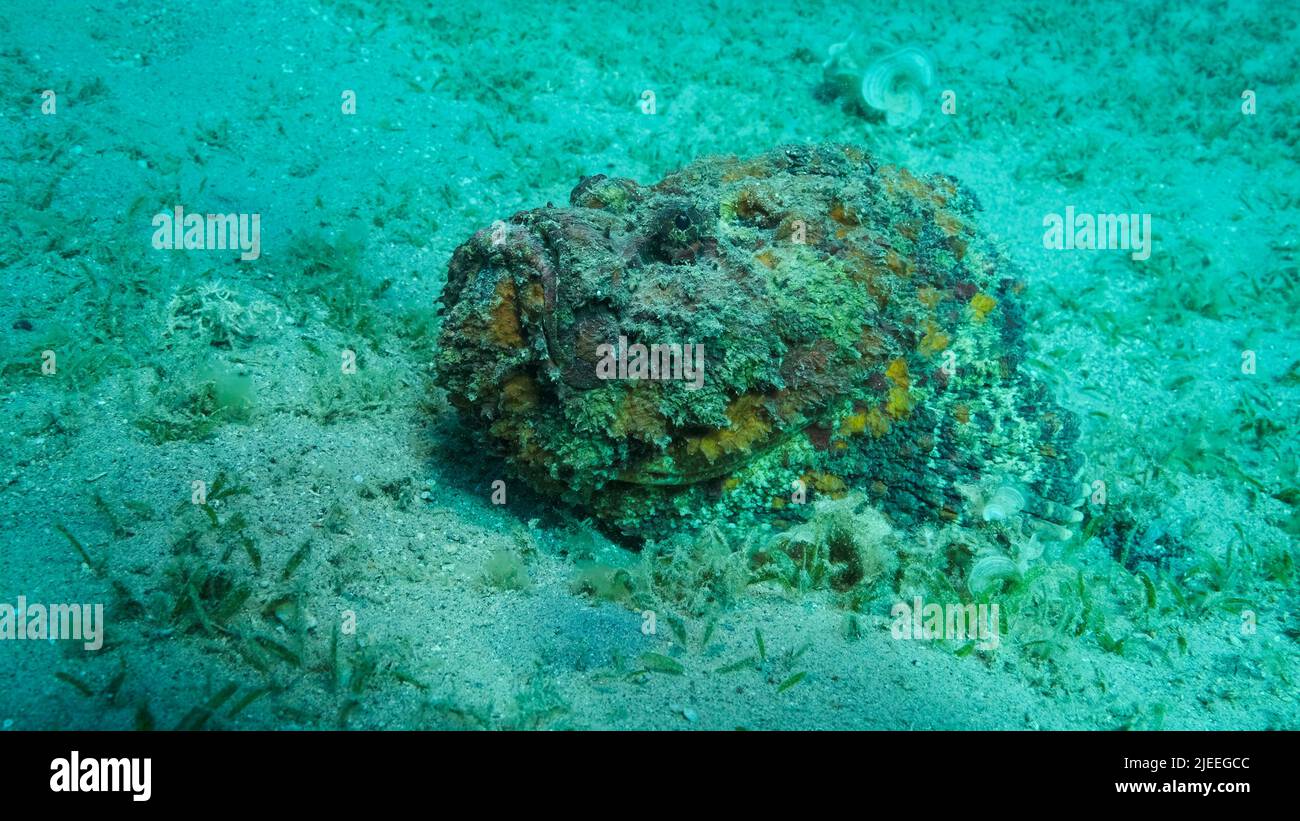 Red Sea, Egypt. 26th June, 2022. Close-up of the Stonefish lies on ...