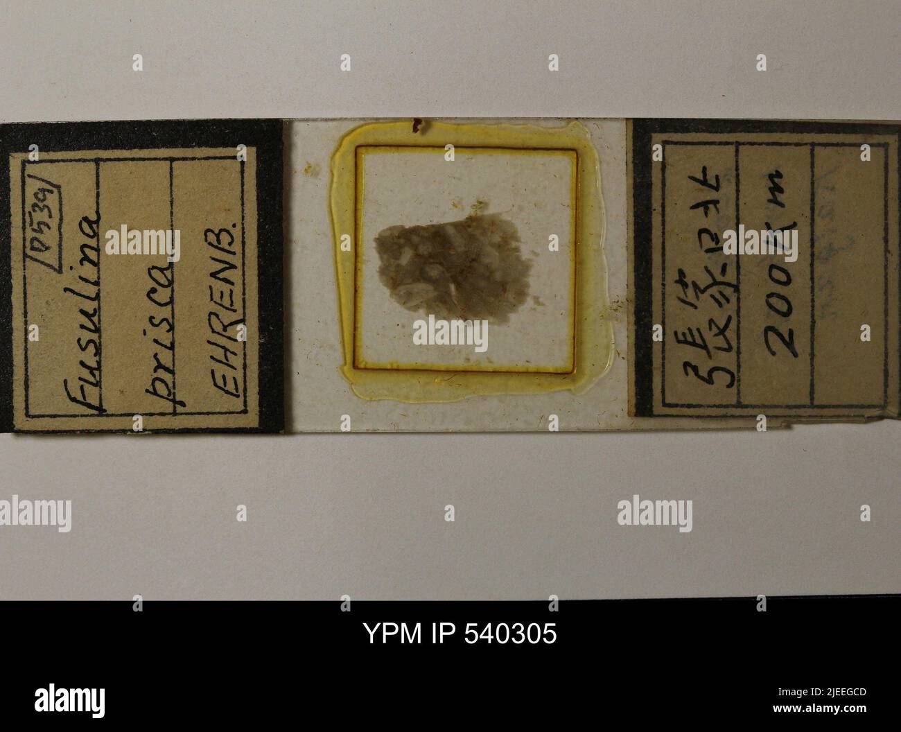 Fusulina prisca (Ehrenberg, 1842 Stock Photo - Alamy