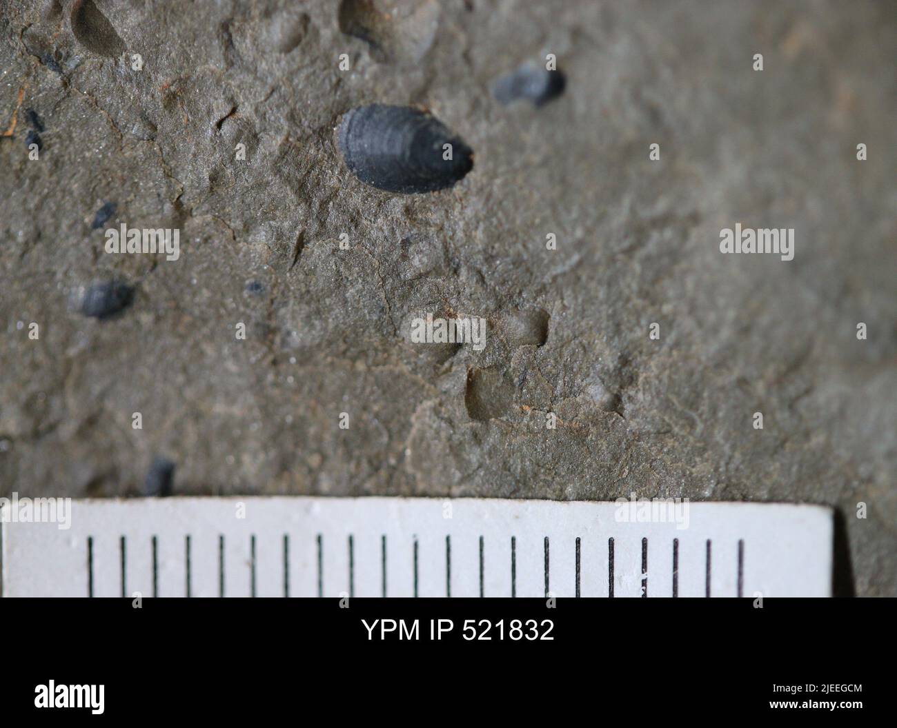 Lingulida hi-res stock photography and images - Alamy