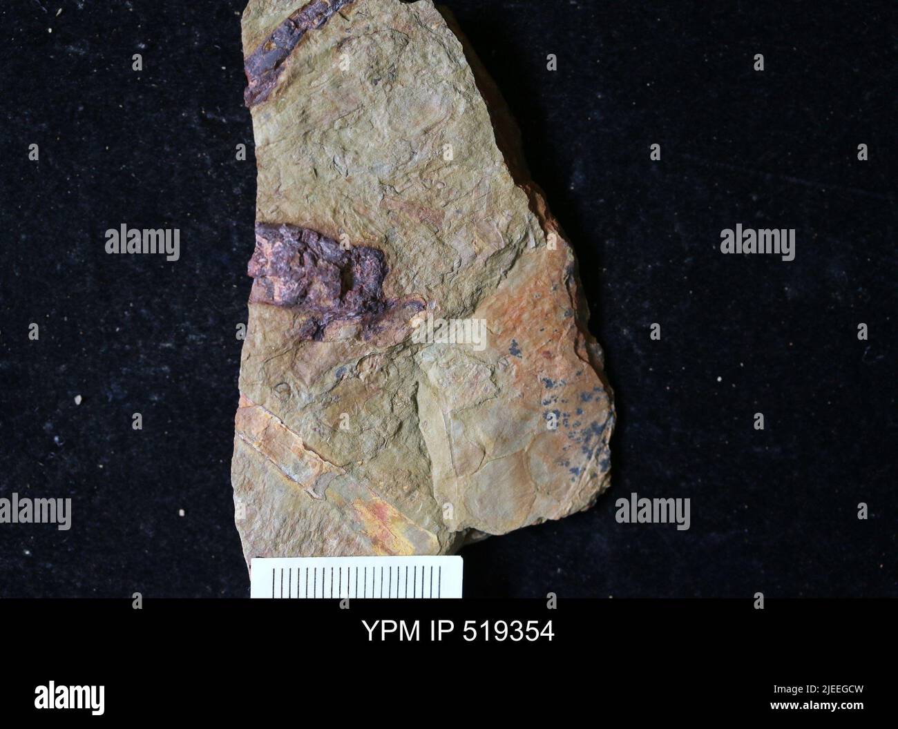 Sphenothallus sp animalia hi-res stock photography and images - Alamy