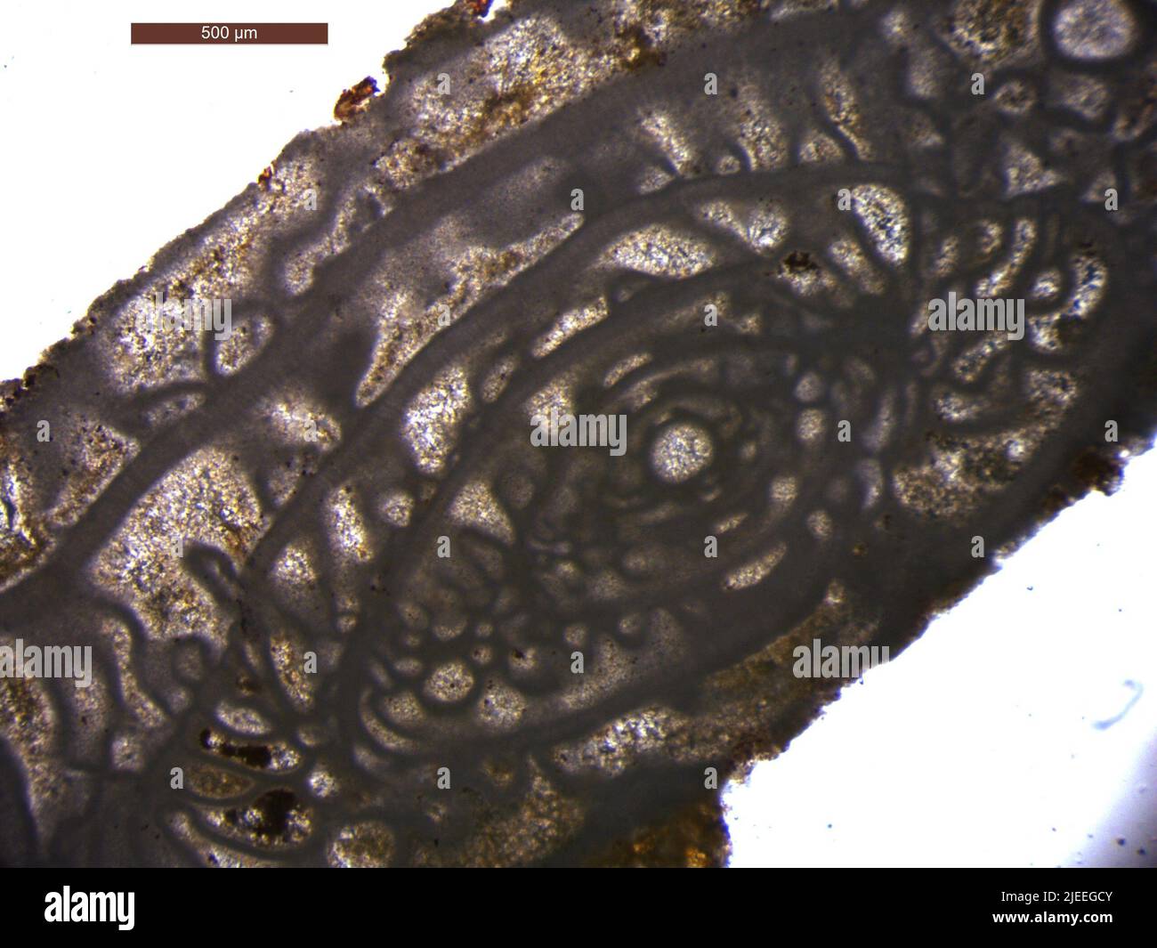 Triticites uddeni Dunbar & Skinner Stock Photo - Alamy