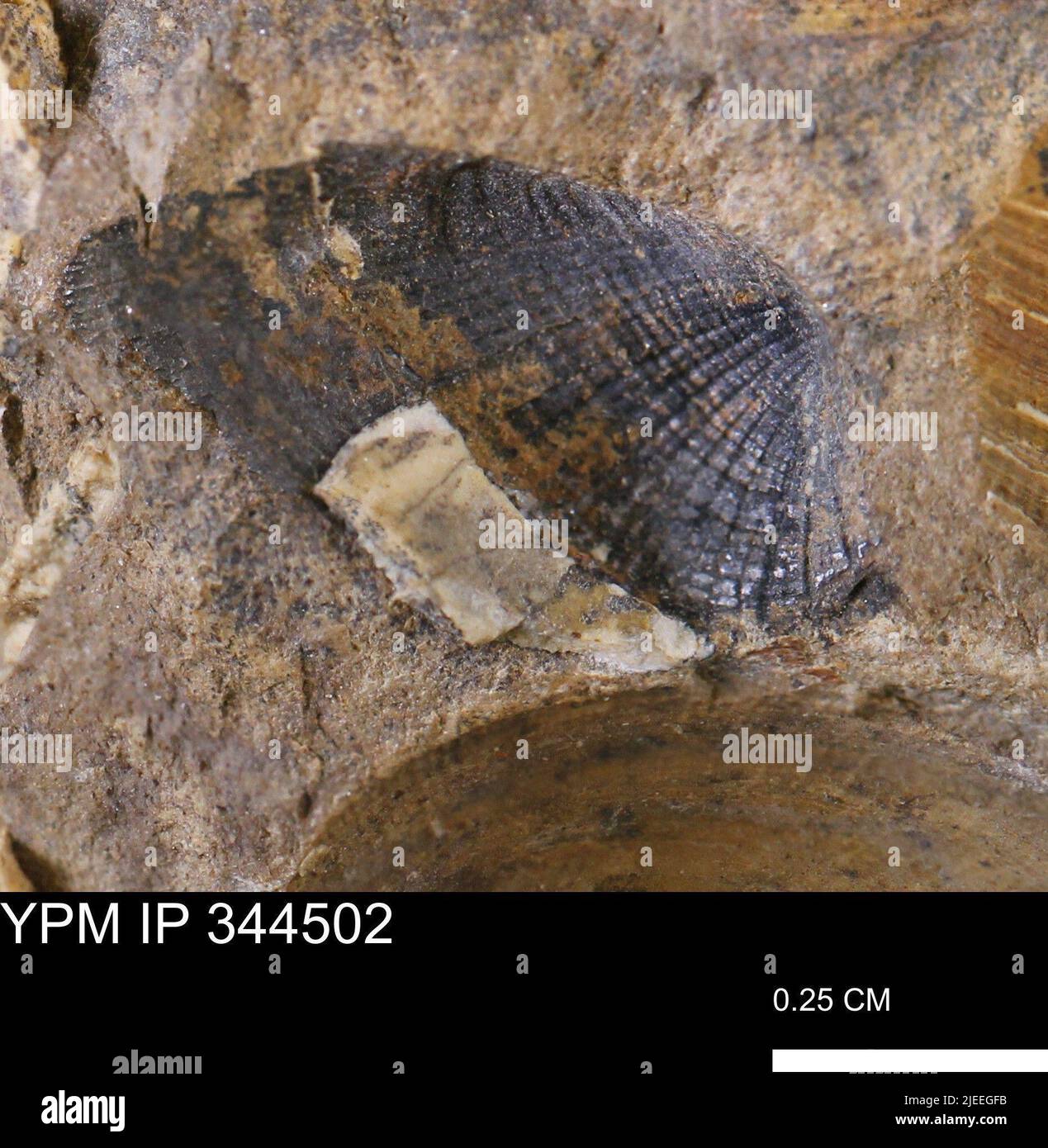 Parallelodon (Cosmetodon) sp Stock Photo - Alamy